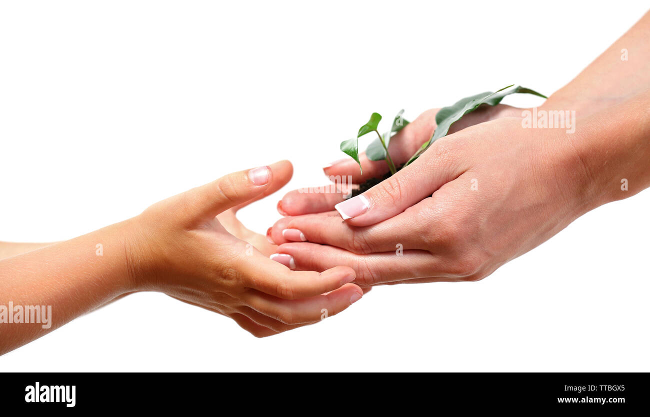 Female and child handfuls with soil and small green plant isolated on ...