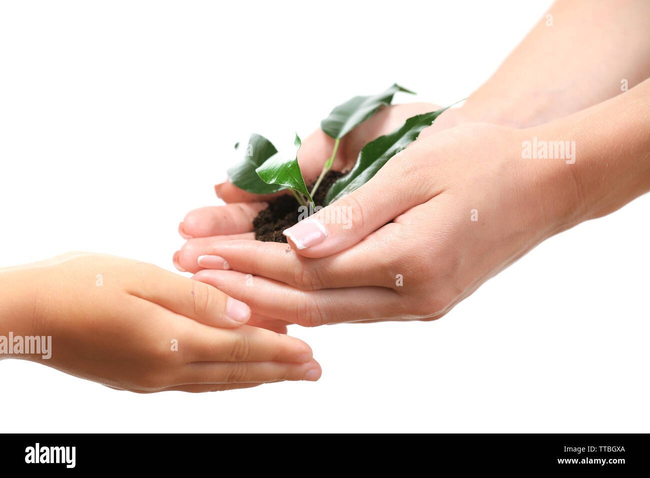 Female and child handfuls with soil and small green plant isolated on ...