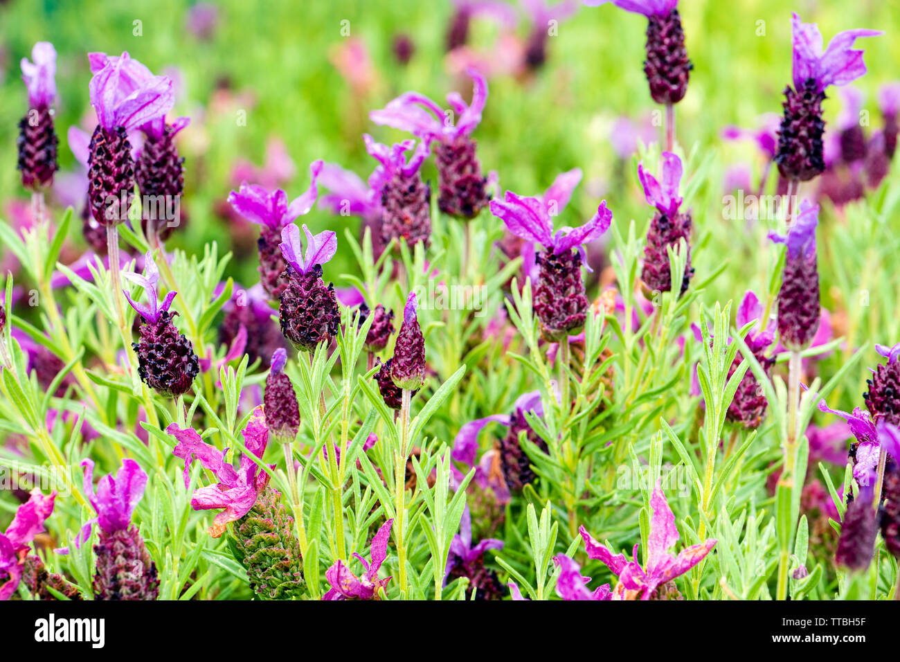 Lavender stoechas 'butterfly' flowers, UK. Lavandula garden plant Stock ...