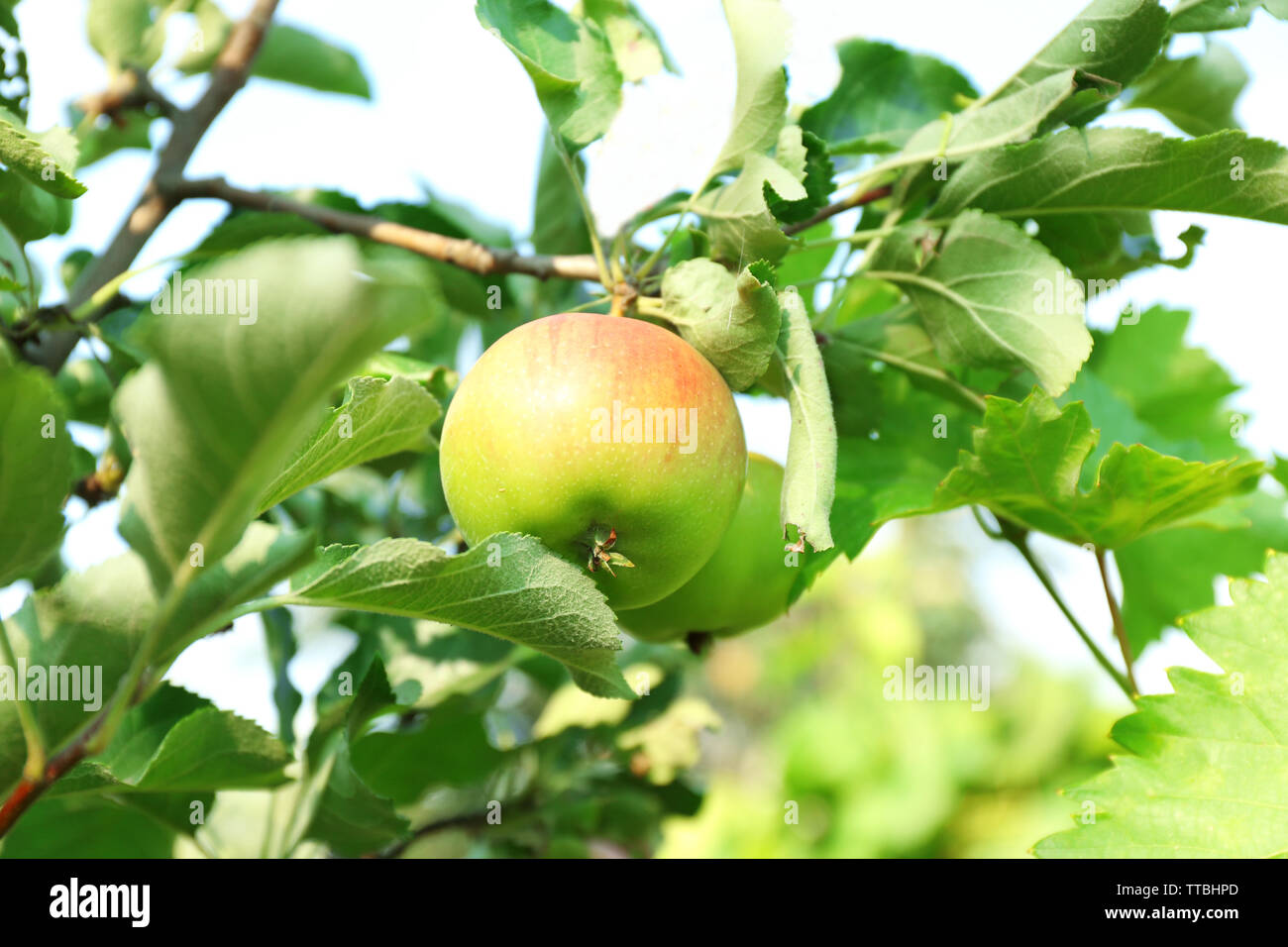 Branch of apple tree closeup Stock Photo - Alamy