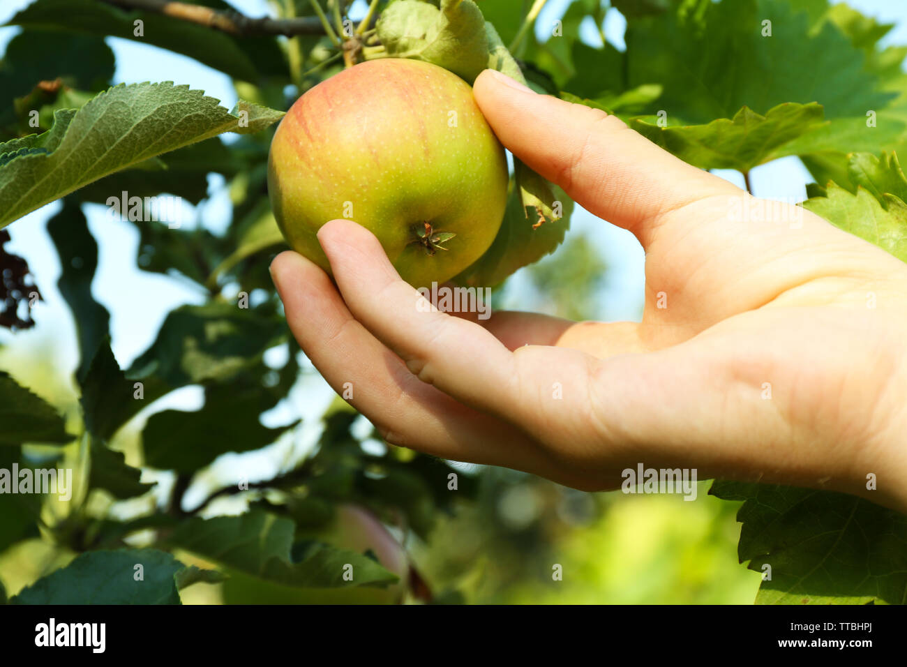 Female hand picking apple from tree Stock Photo - Alamy