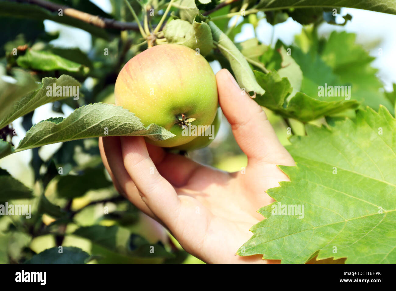 Female hand picking apple from tree Stock Photo - Alamy