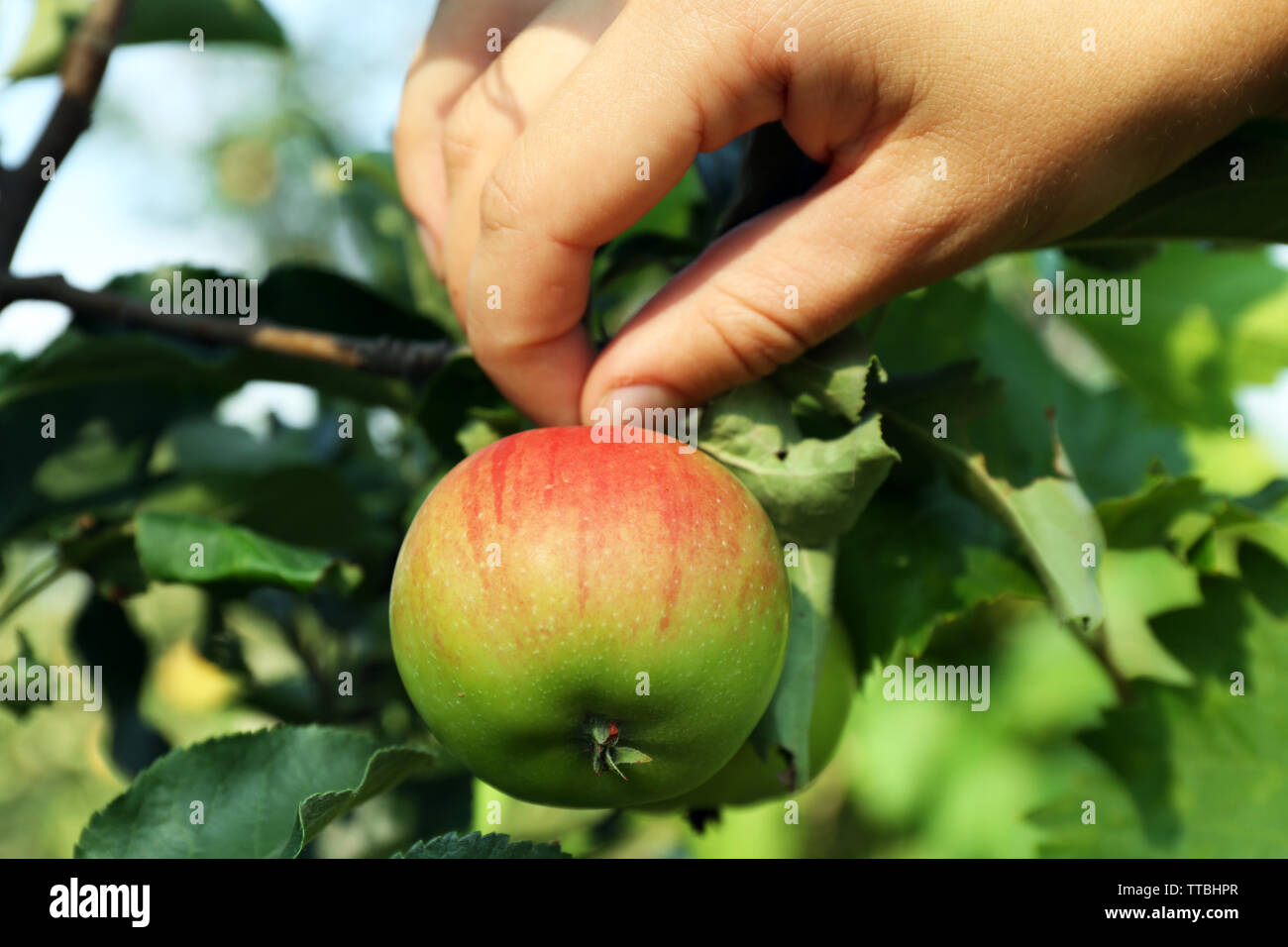 Female hand picking apple from tree Stock Photo - Alamy