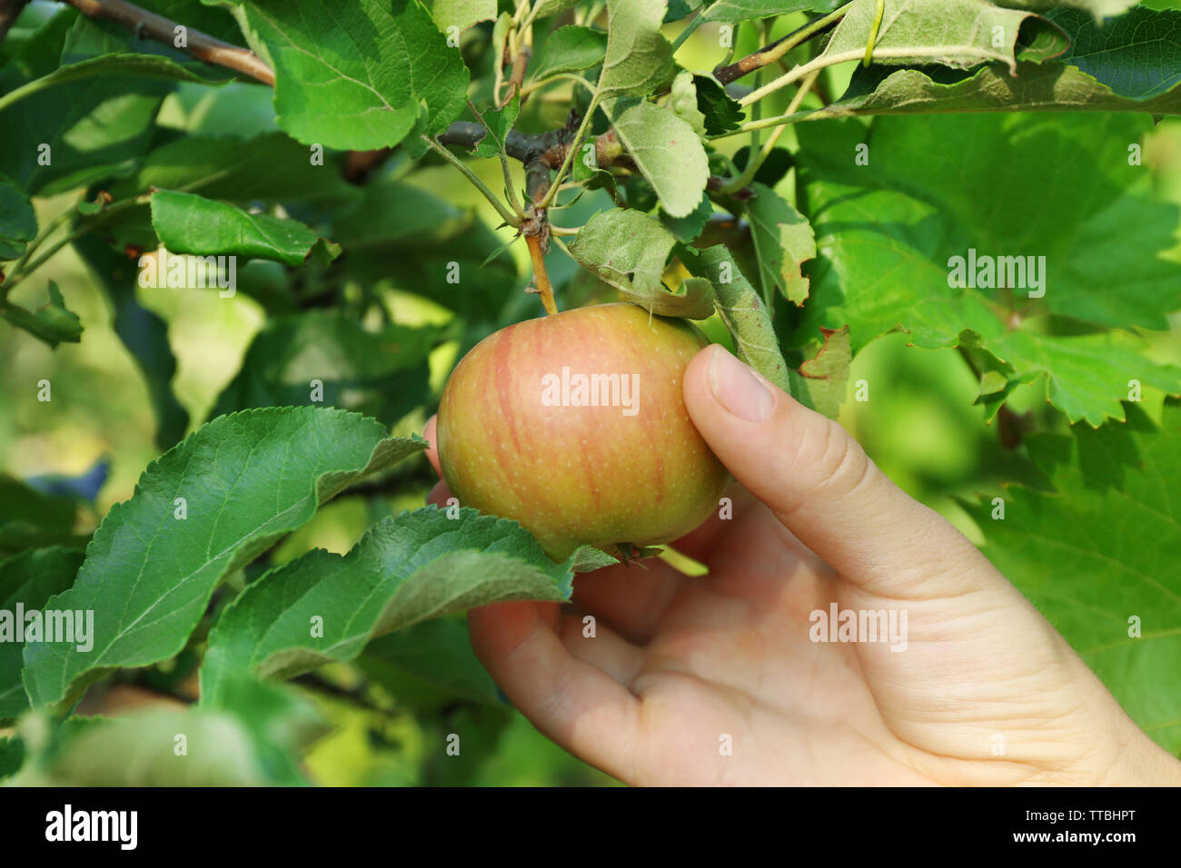 Female hand picking apple from tree Stock Photo - Alamy