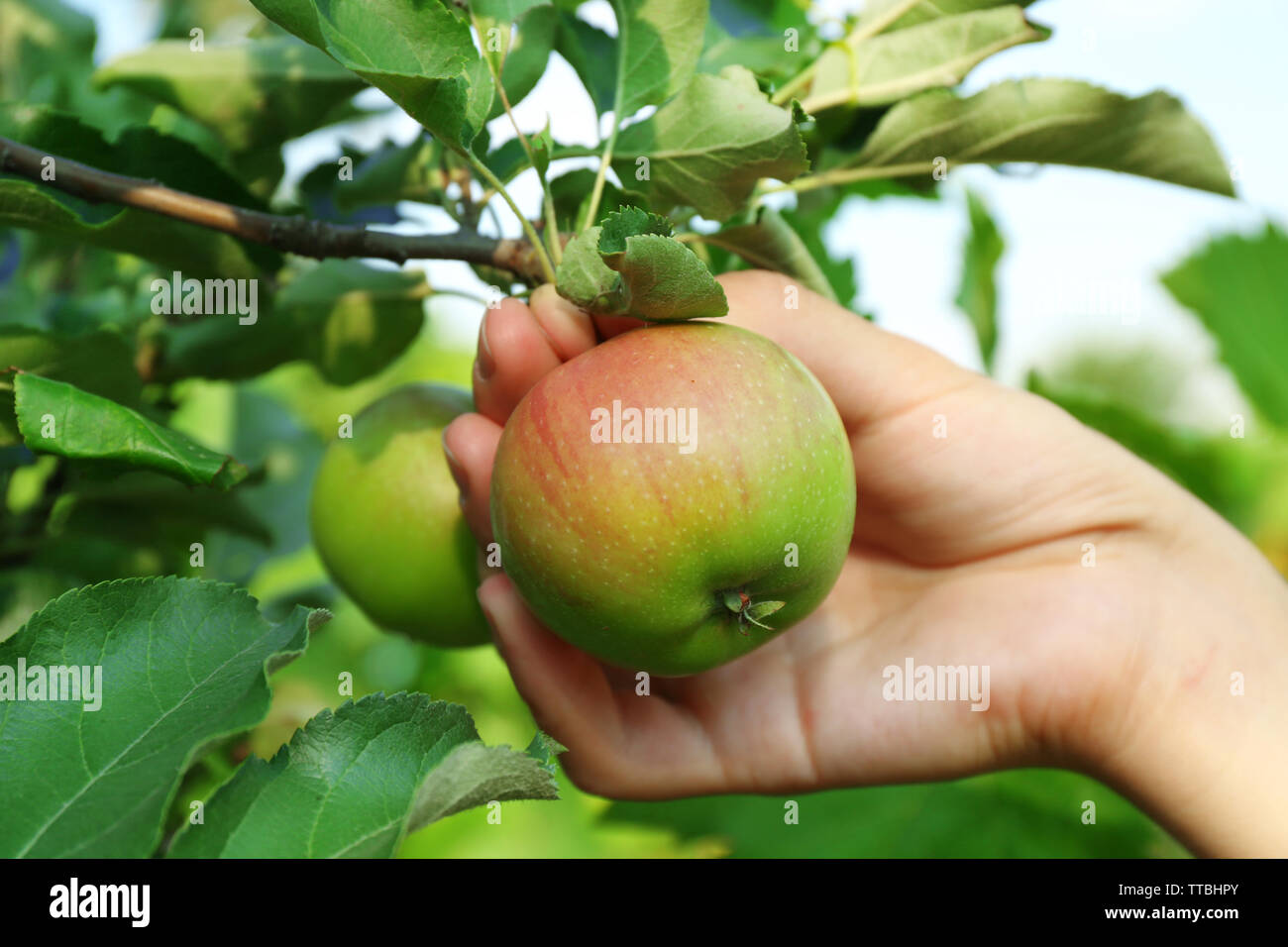 Female hand picking apple from tree Stock Photo - Alamy