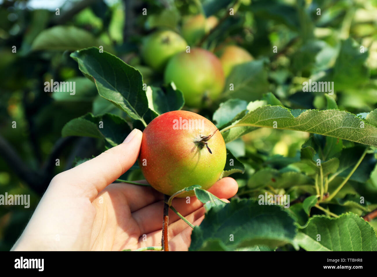Female hand picking apple from tree Stock Photo - Alamy
