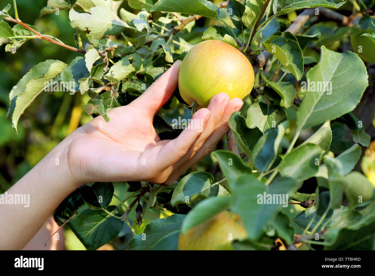 Female hand picking apple from tree Stock Photo - Alamy
