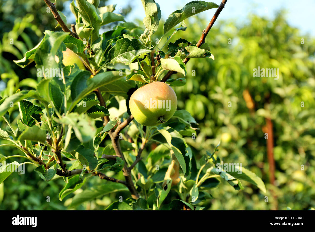 Branch of apple tree closeup Stock Photo - Alamy