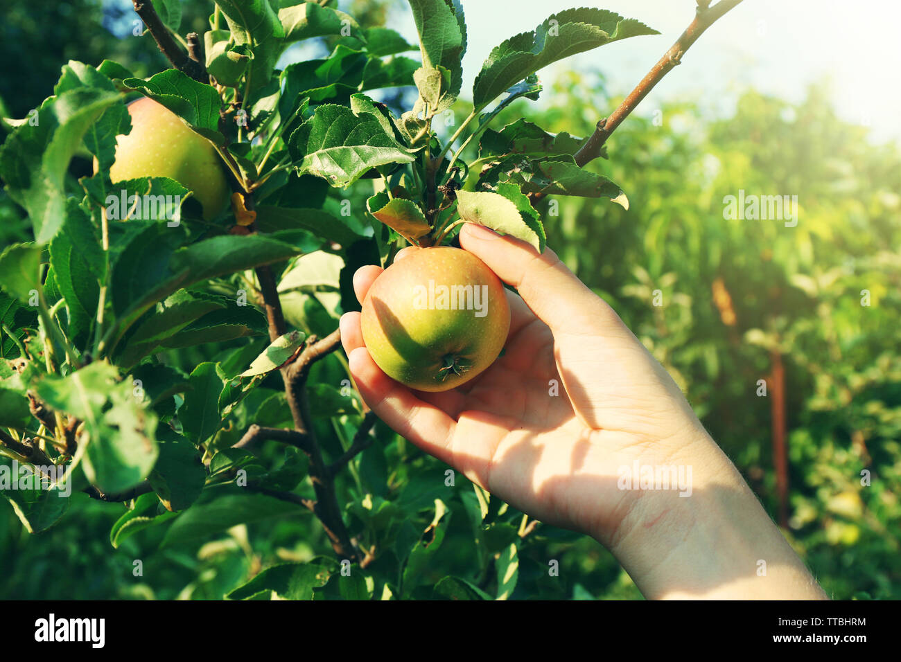 Female hand picking apple from tree Stock Photo - Alamy