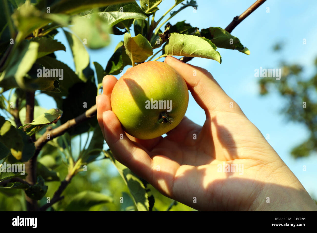 Female hand picking apple from tree Stock Photo - Alamy