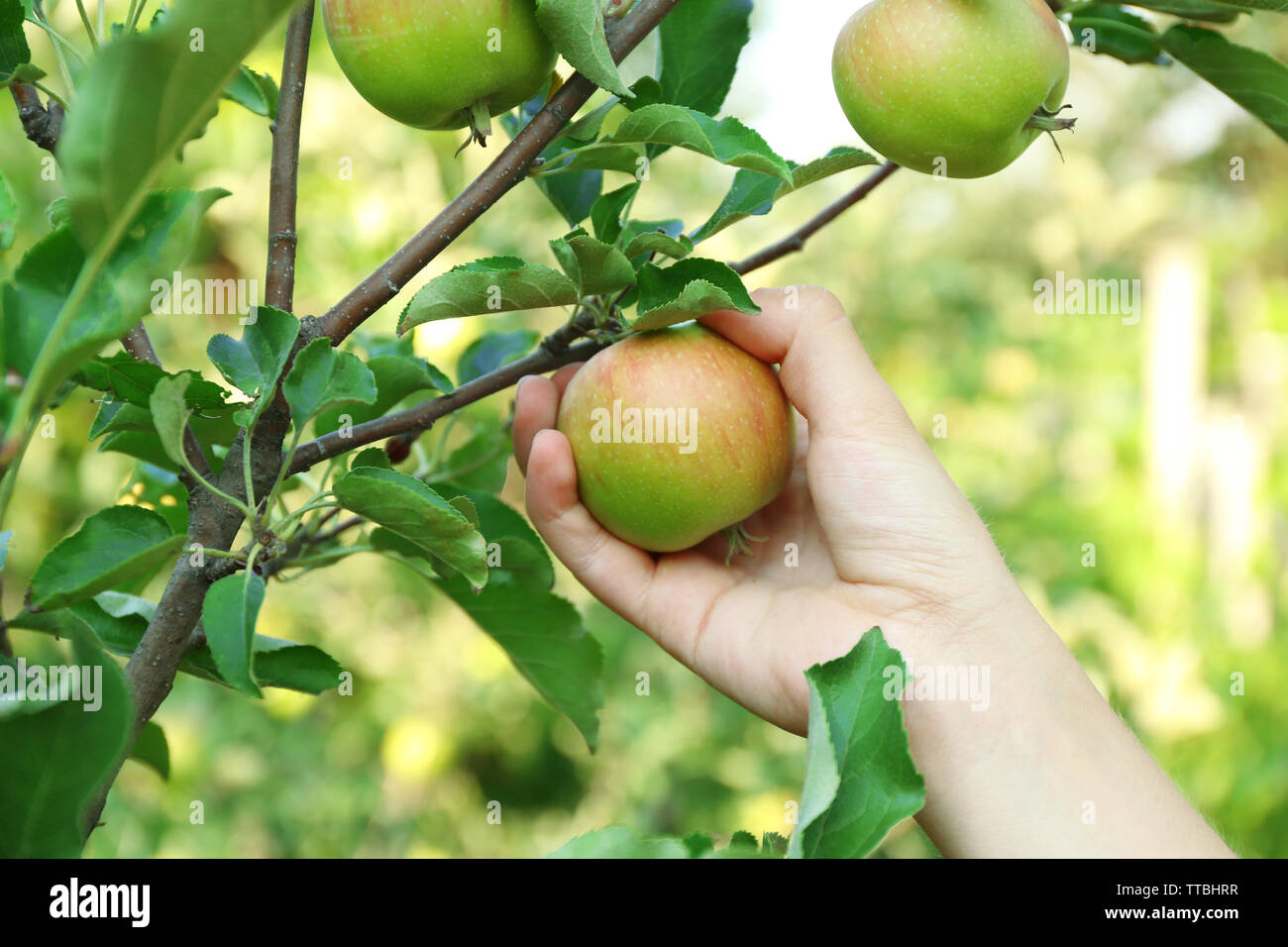 Female hand picking apple from tree Stock Photo - Alamy