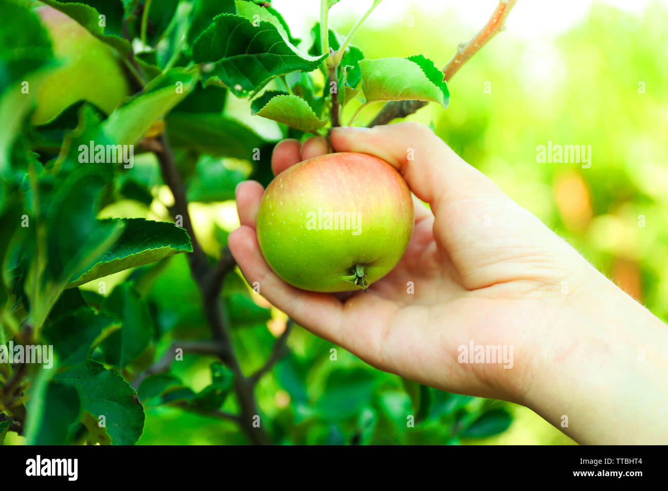 Female hand picking apple from tree Stock Photo - Alamy