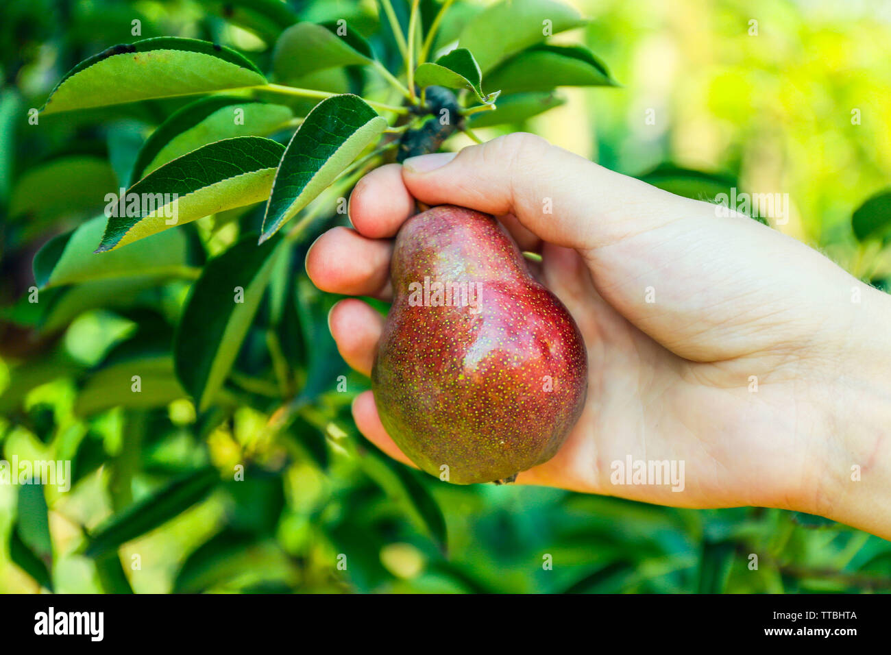 Female hand picking pear from tree Stock Photo - Alamy