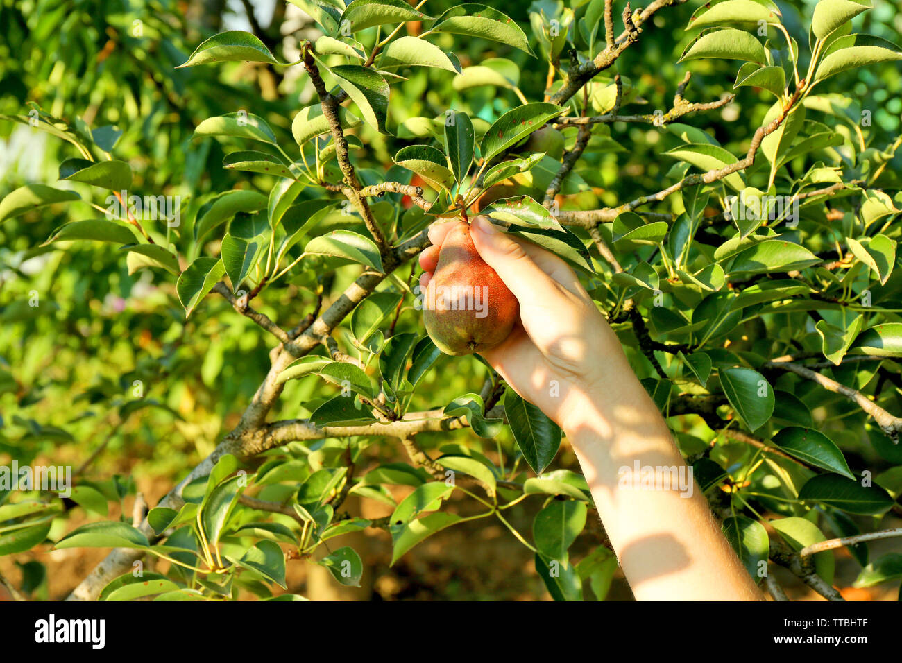 Female hand picking pear from tree Stock Photo - Alamy
