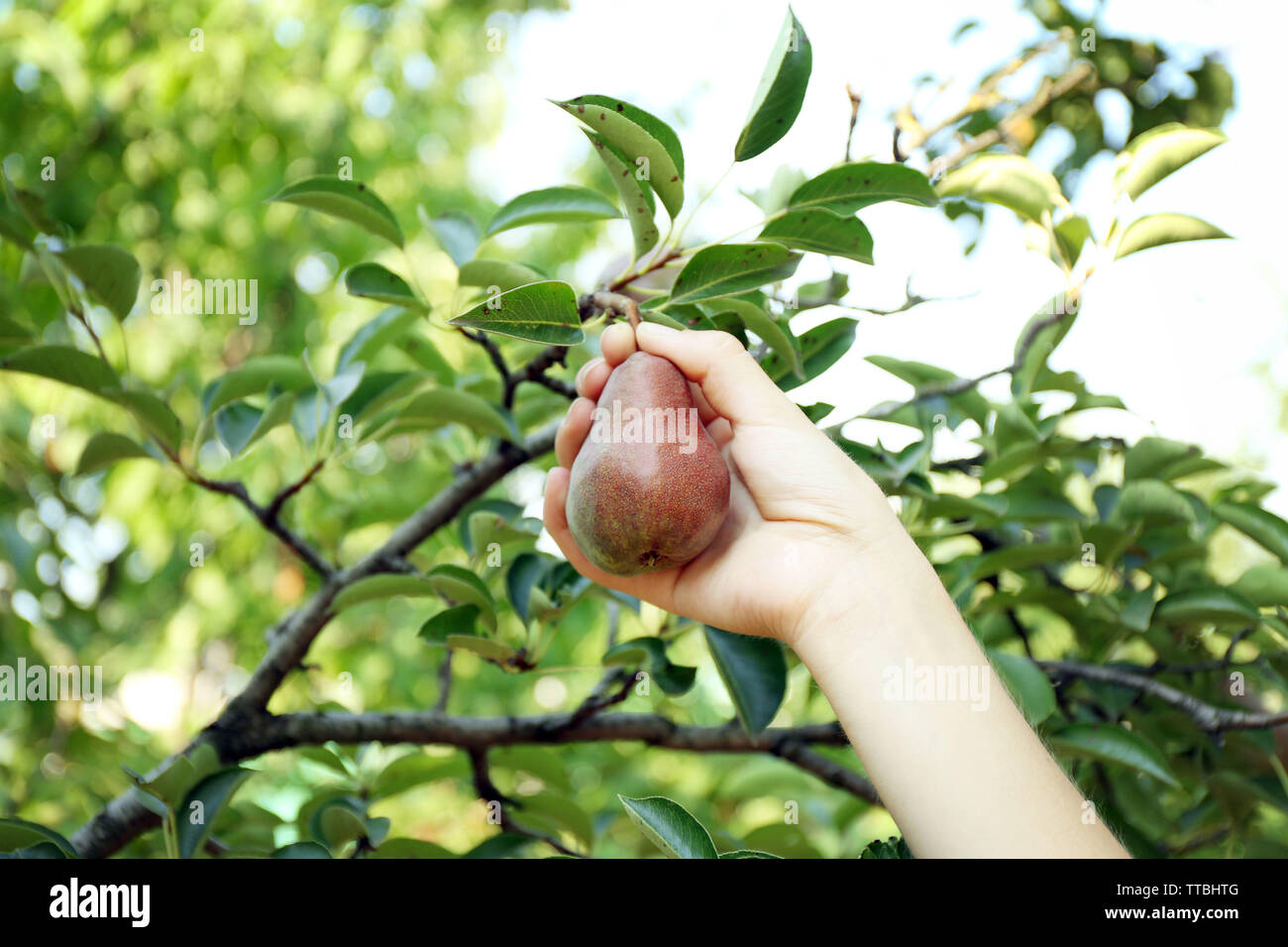 Female hand picking pear from tree Stock Photo - Alamy