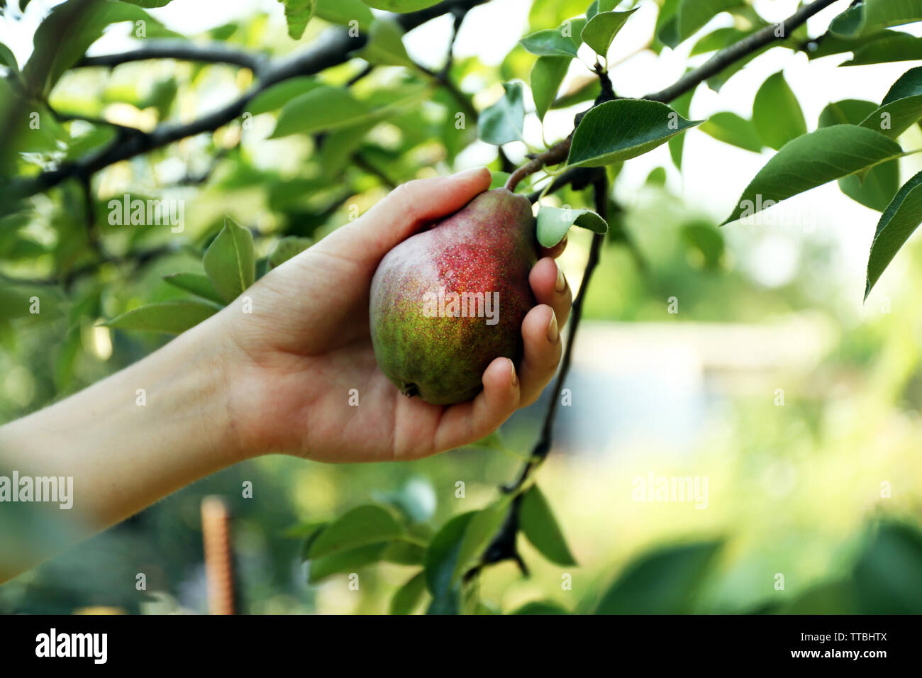 Female hand picking pear from tree Stock Photo - Alamy