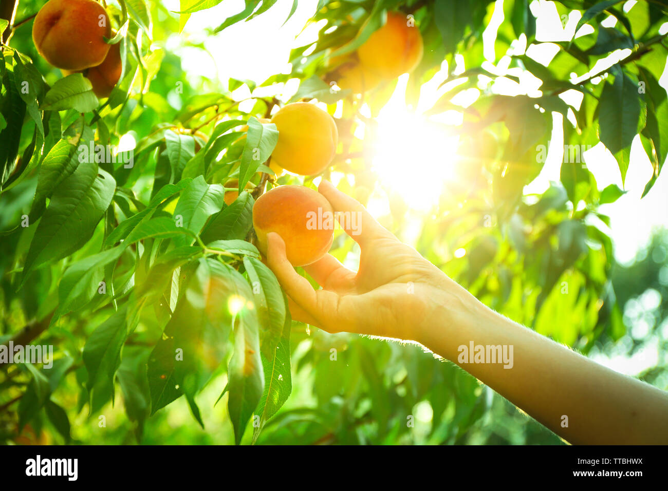 Female hand picking peach from tree Stock Photo - Alamy