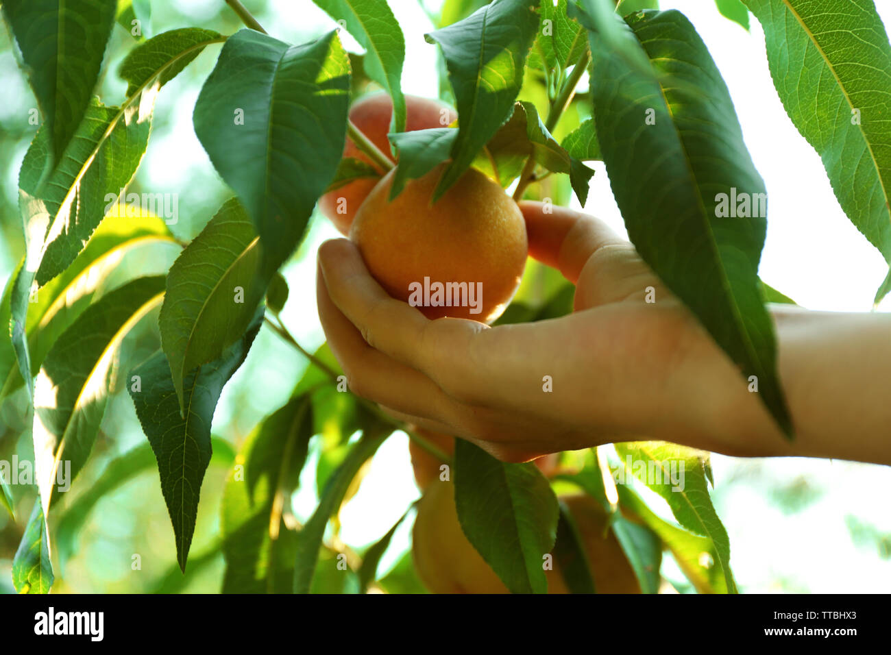 Hand picking peach hi-res stock photography and images - Alamy