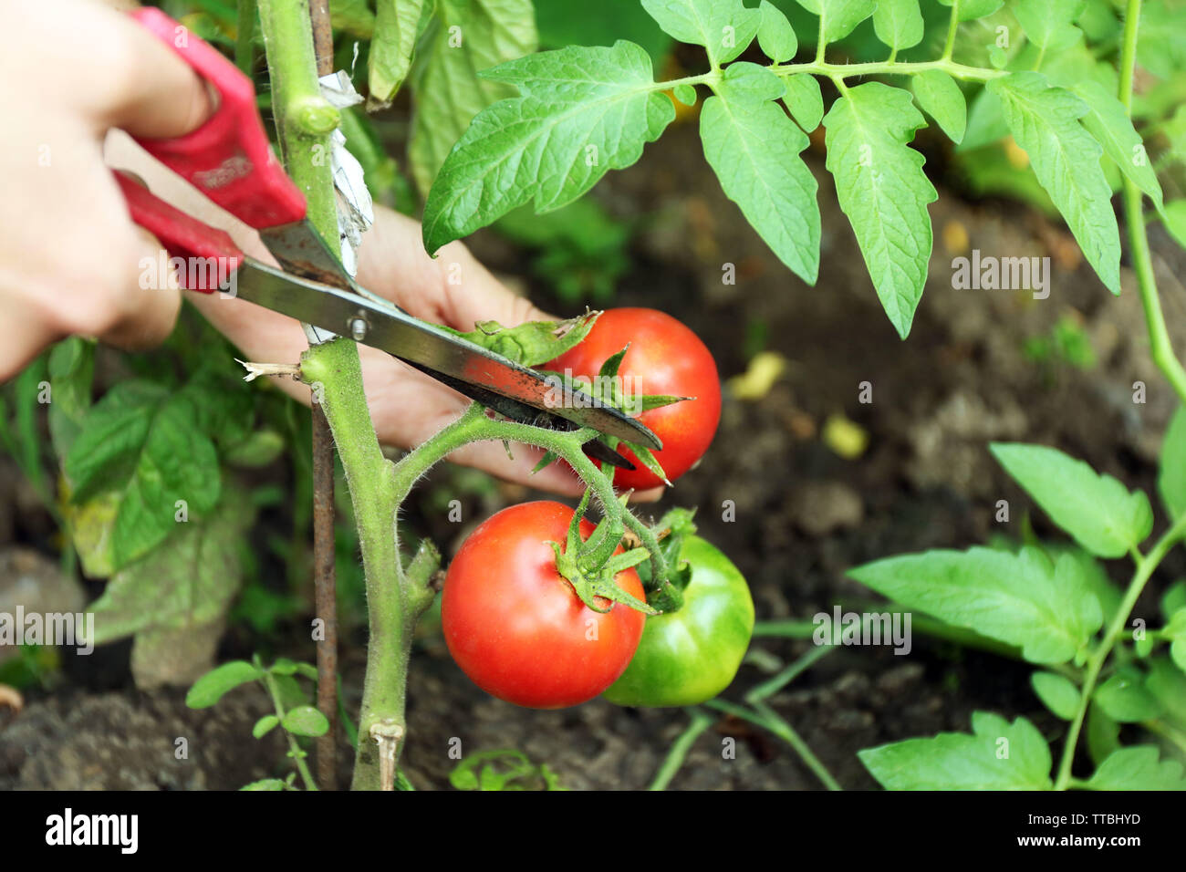 Female hand cutting tomato in garden Stock Photo - Alamy
