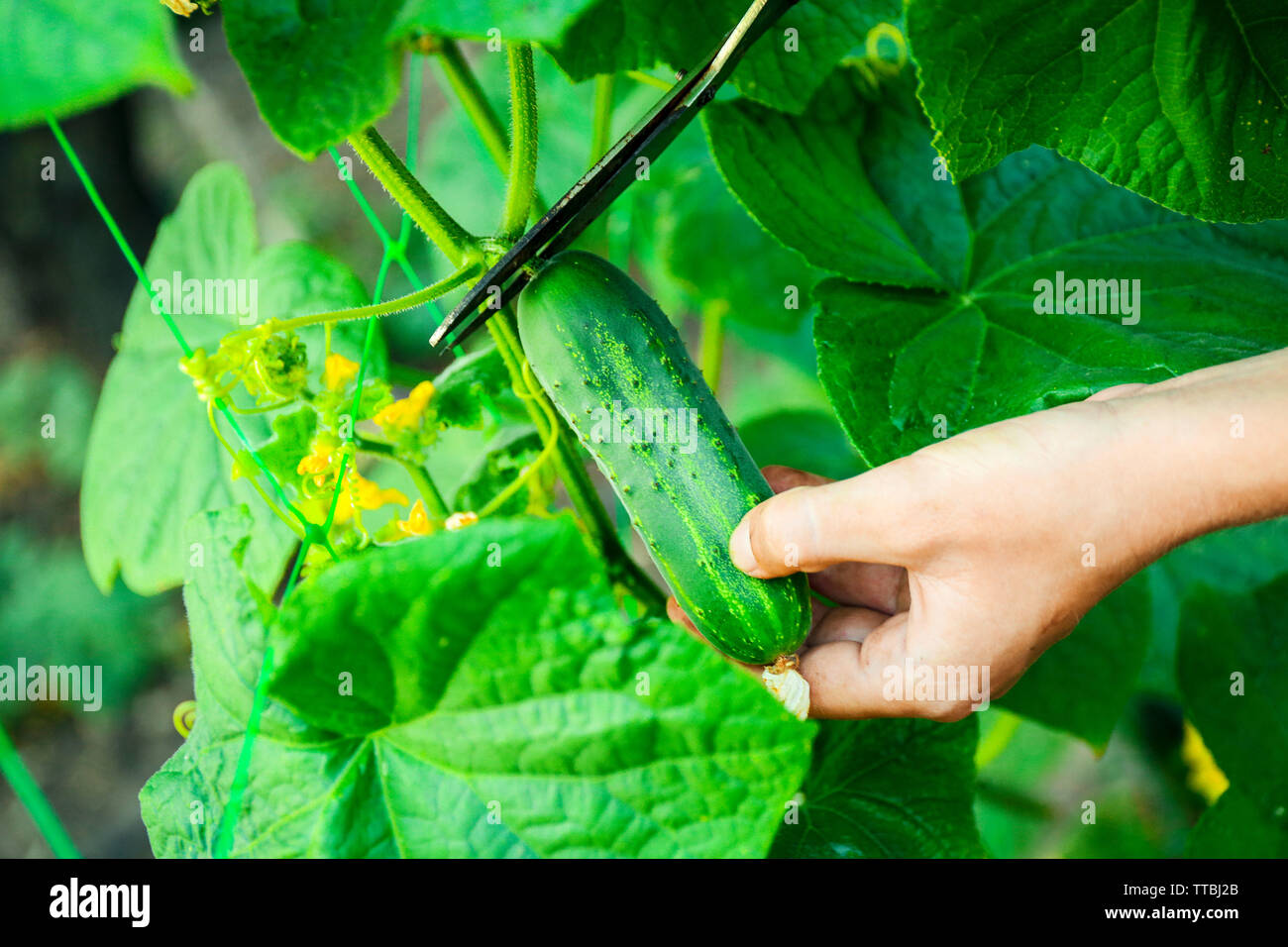 Female hand cutting cucumber in garden Stock Photo - Alamy
