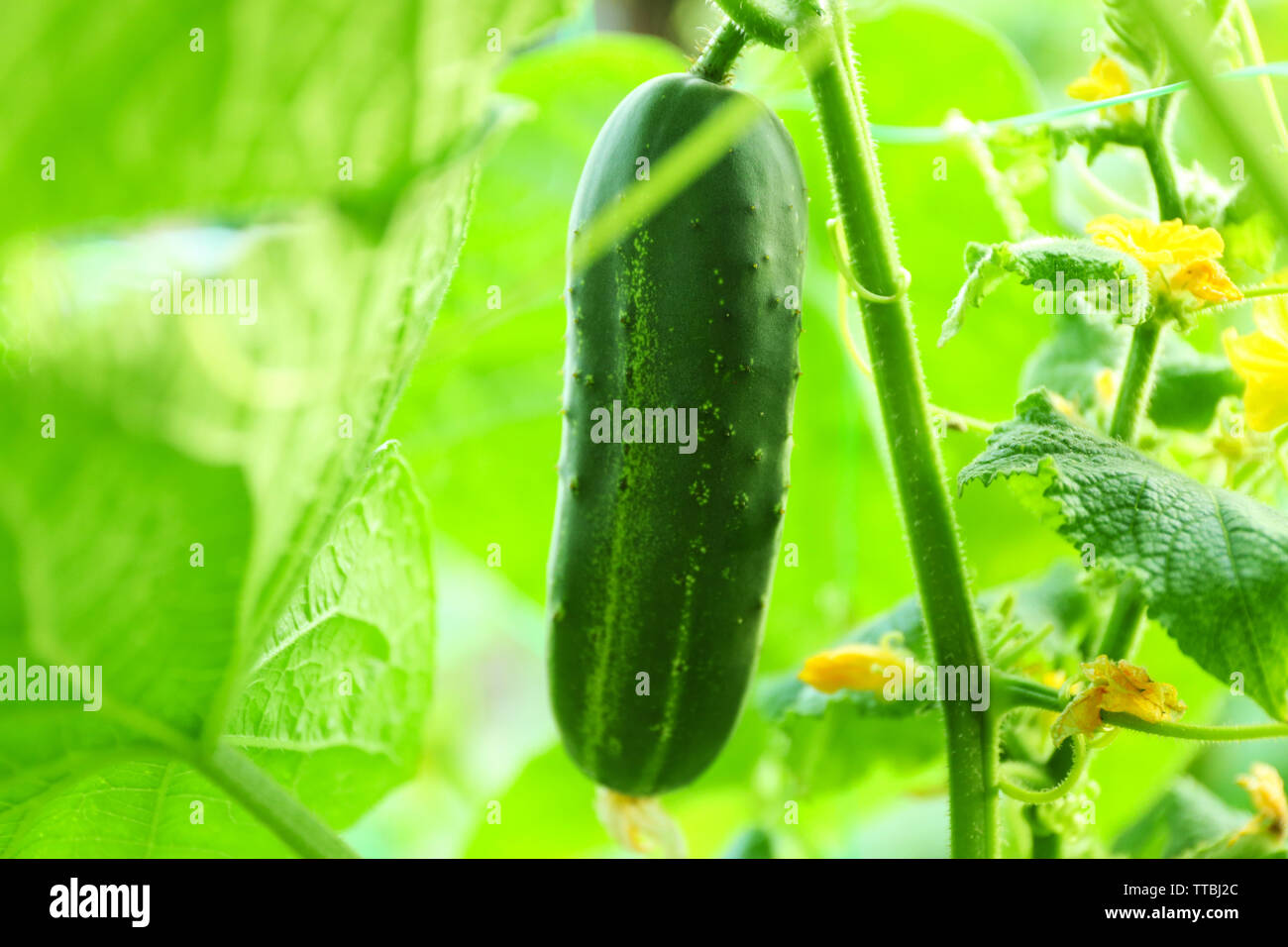 Cucumber growing in garden Stock Photo - Alamy