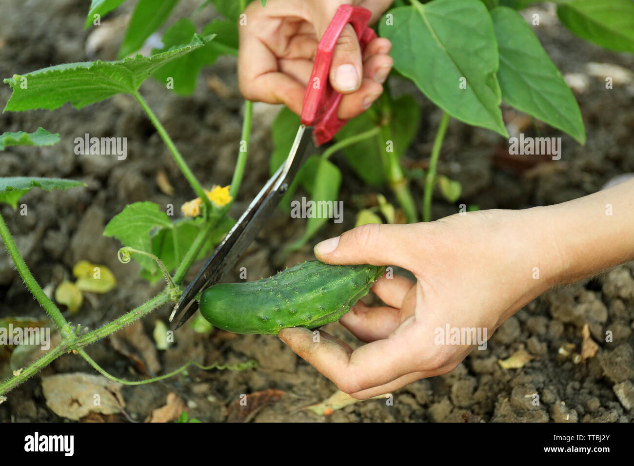 Female hand cutting cucumber in garden Stock Photo - Alamy