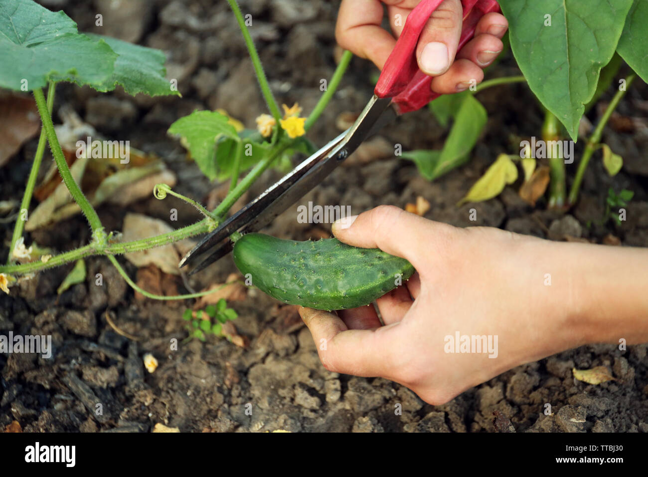 Female hand cutting cucumber in garden Stock Photo - Alamy