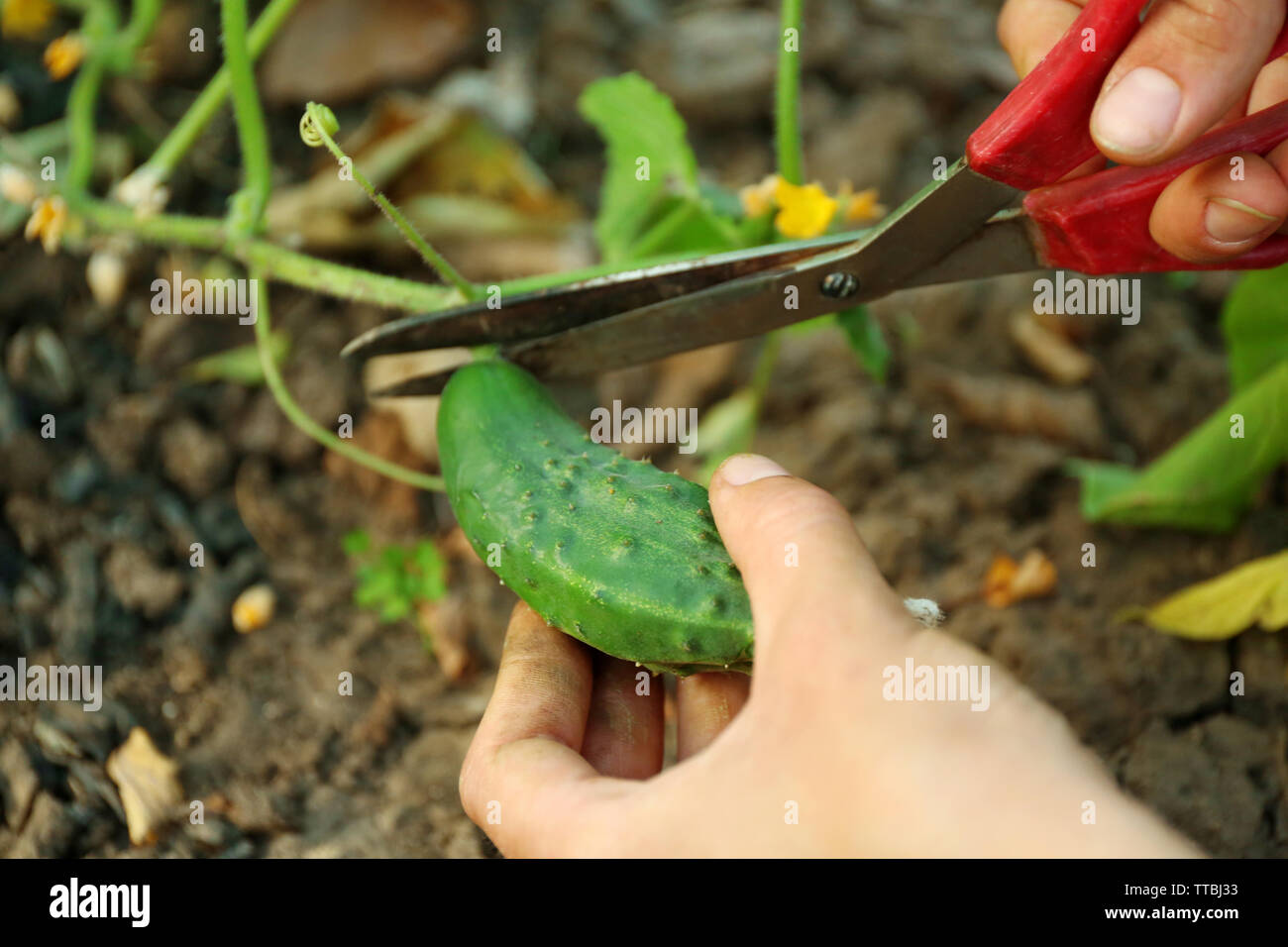 Female hand cutting cucumber in garden Stock Photo - Alamy