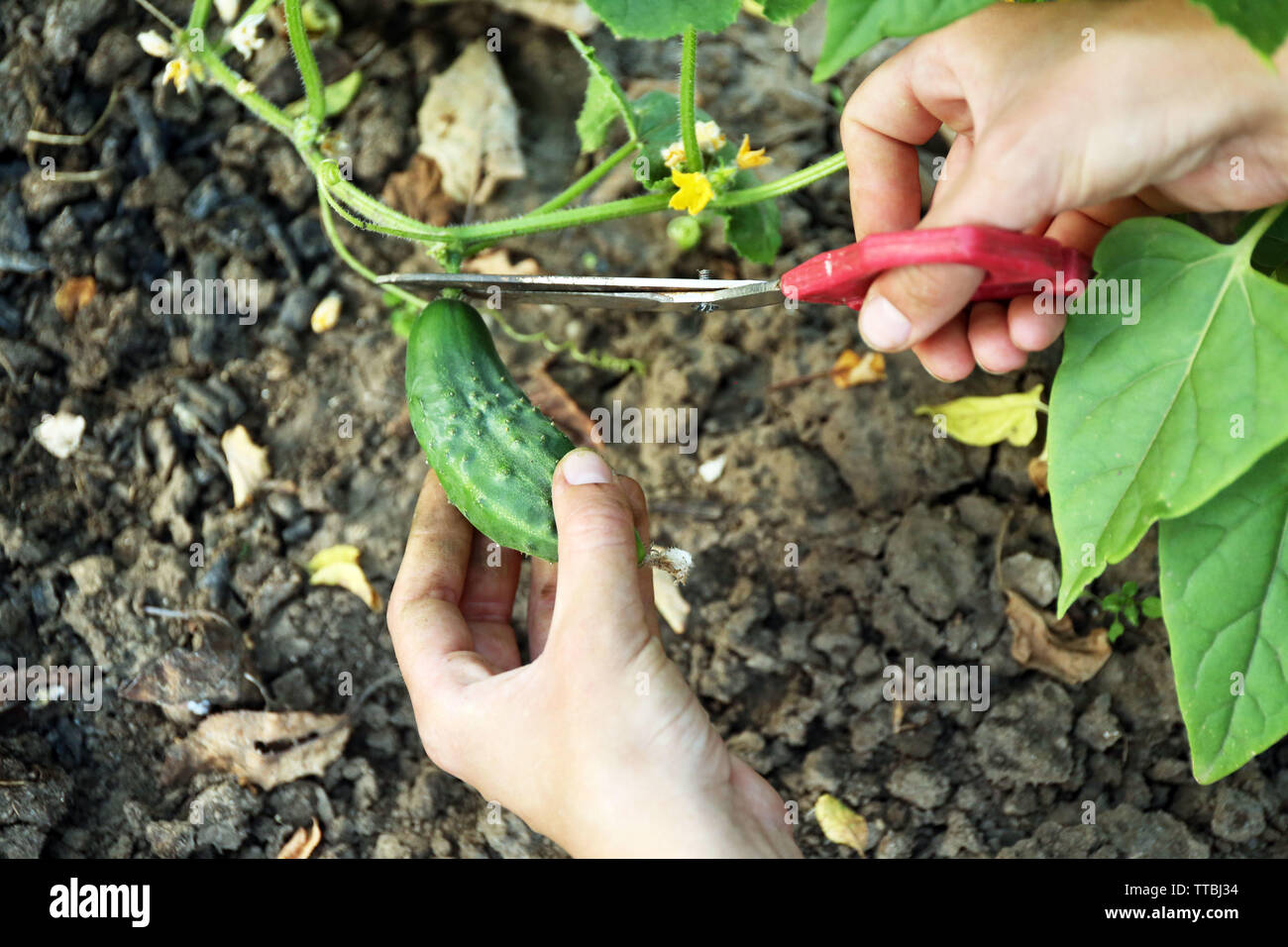 Female hand cutting cucumber in garden Stock Photo - Alamy