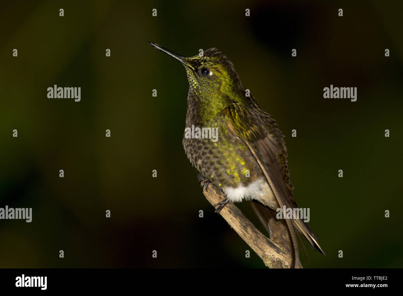 White-booted Racket-Tail in subtropical rain forest that covers the ...