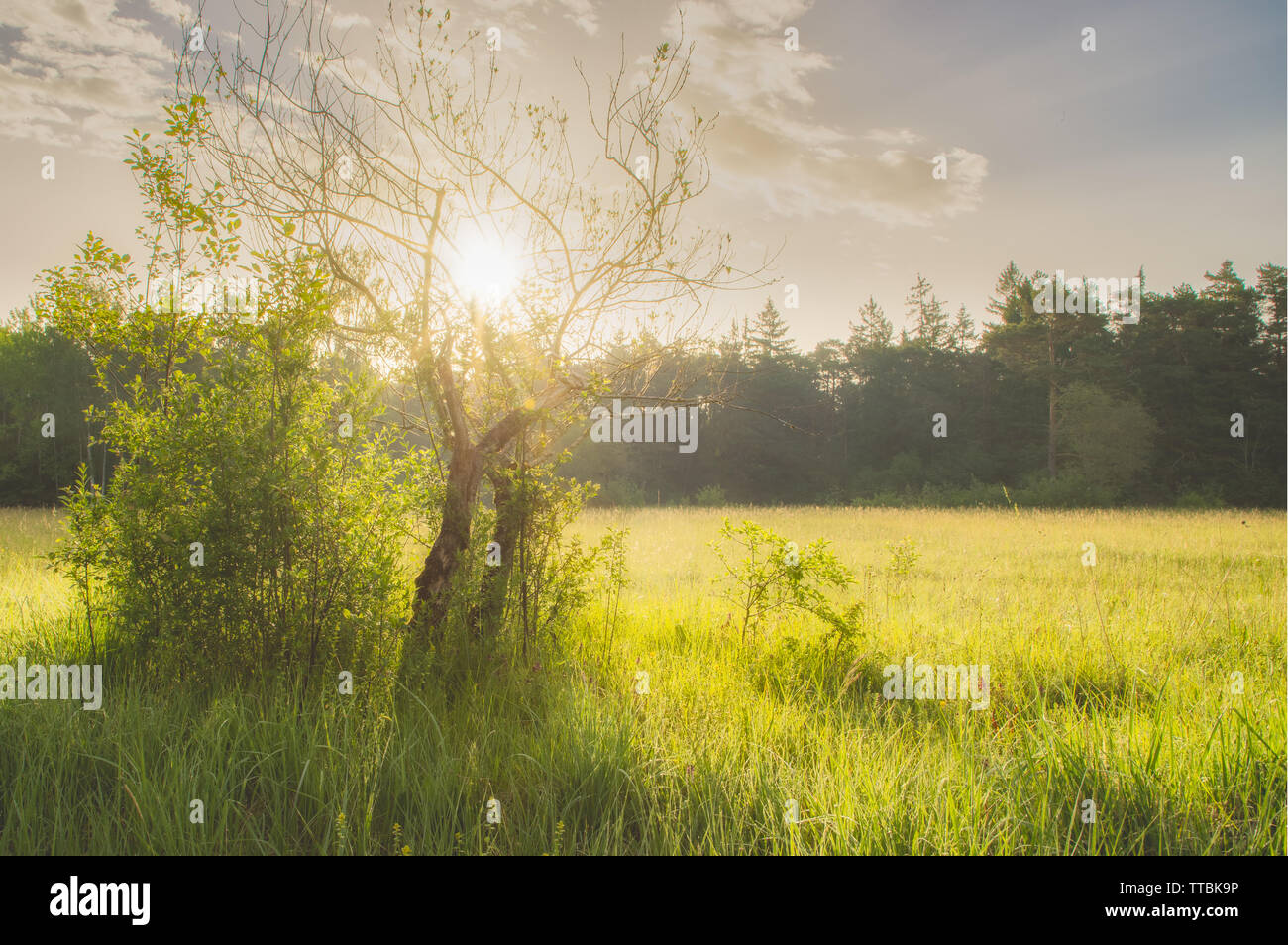 Heie hi-res stock photography and images - Alamy