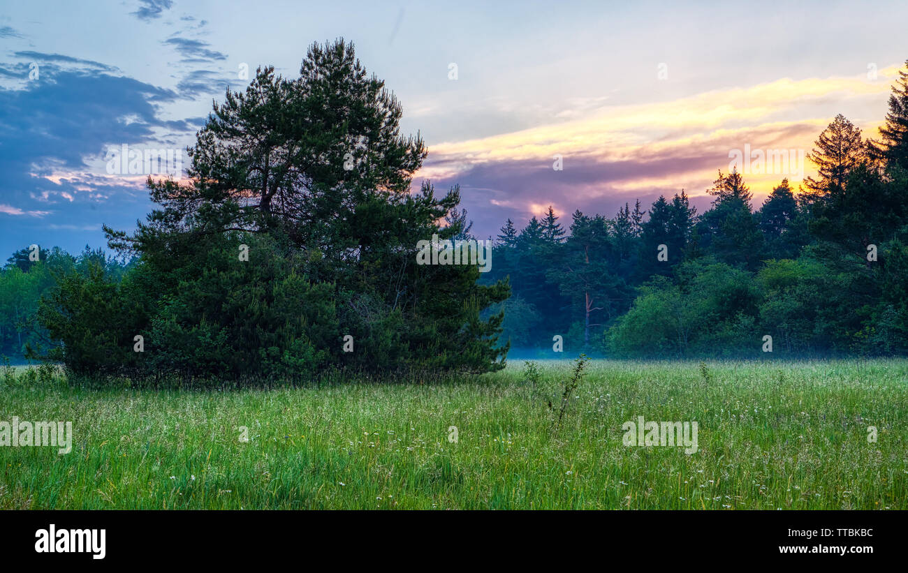 early morning scene at at a forest Stock Photo - Alamy