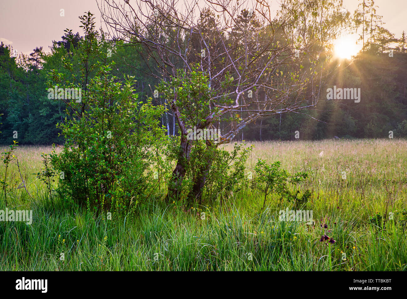 Heie hi-res stock photography and images - Alamy