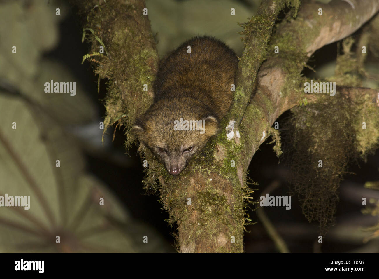 Olinguito in the subtropical rain forest on the western slopes of the ...