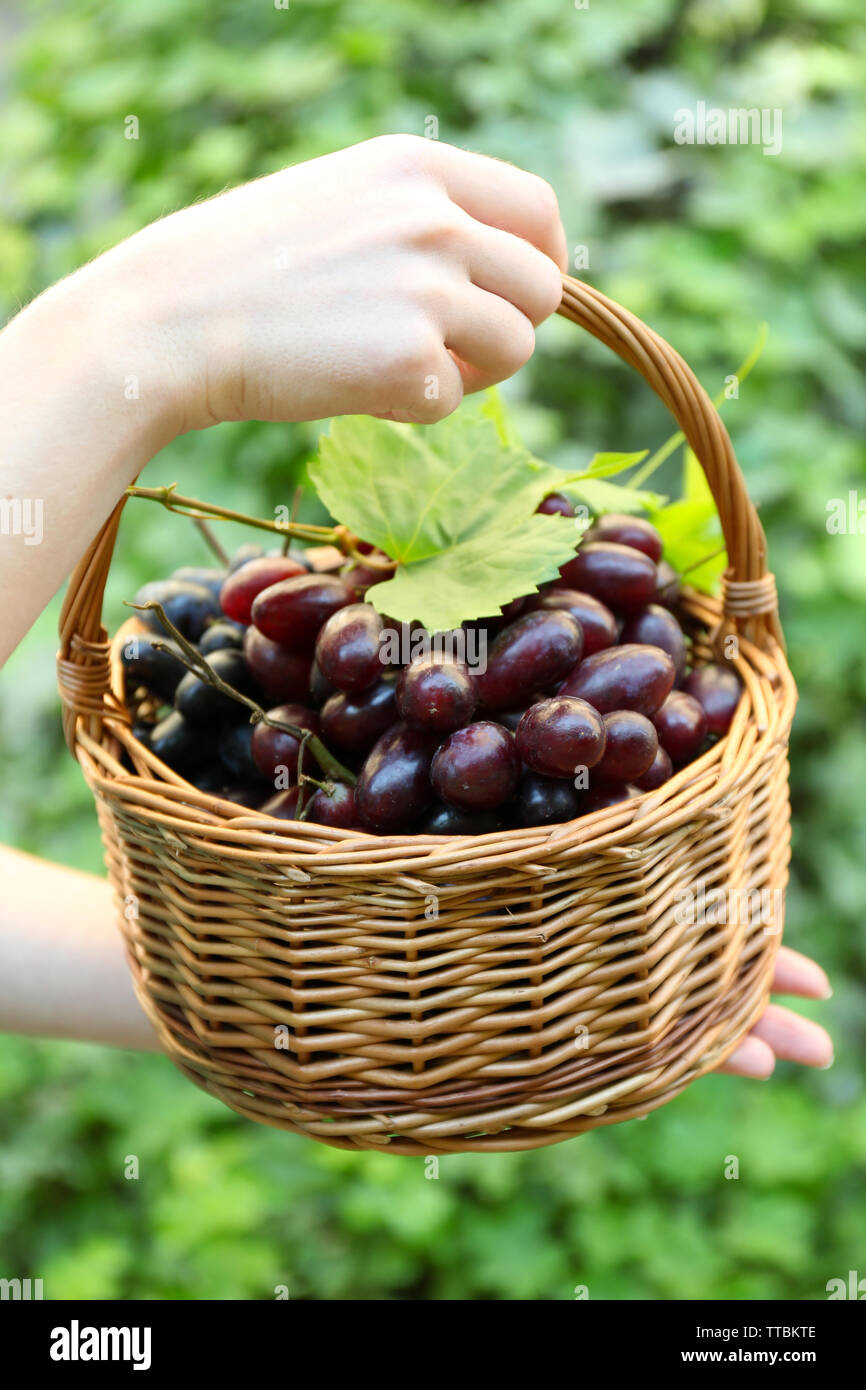 Hand with grapes in basket on nature background Stock Photo - Alamy
