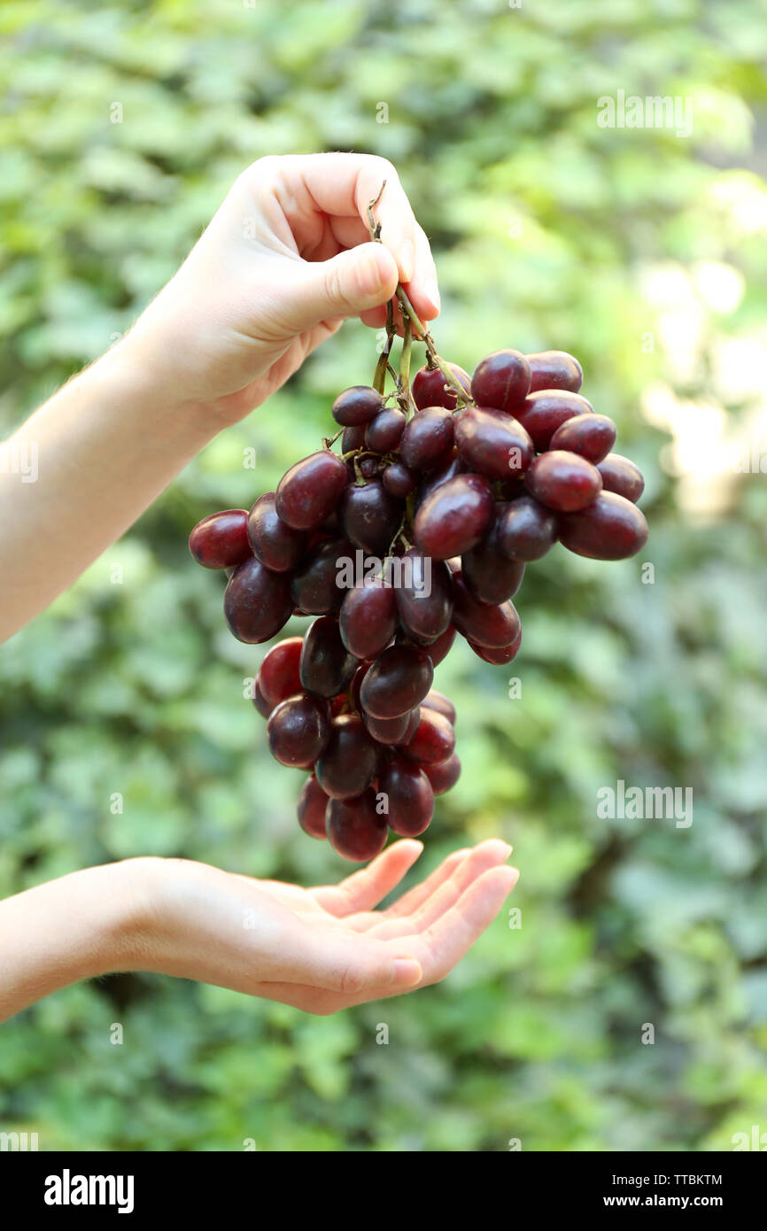 Hands with grapes on nature background Stock Photo - Alamy