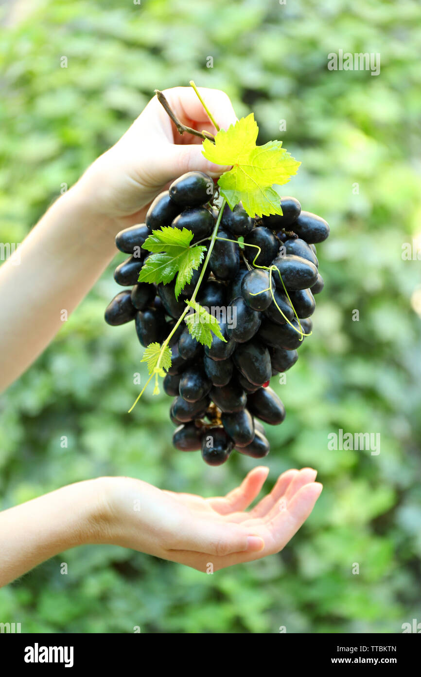 Hands with grapes on nature background Stock Photo - Alamy