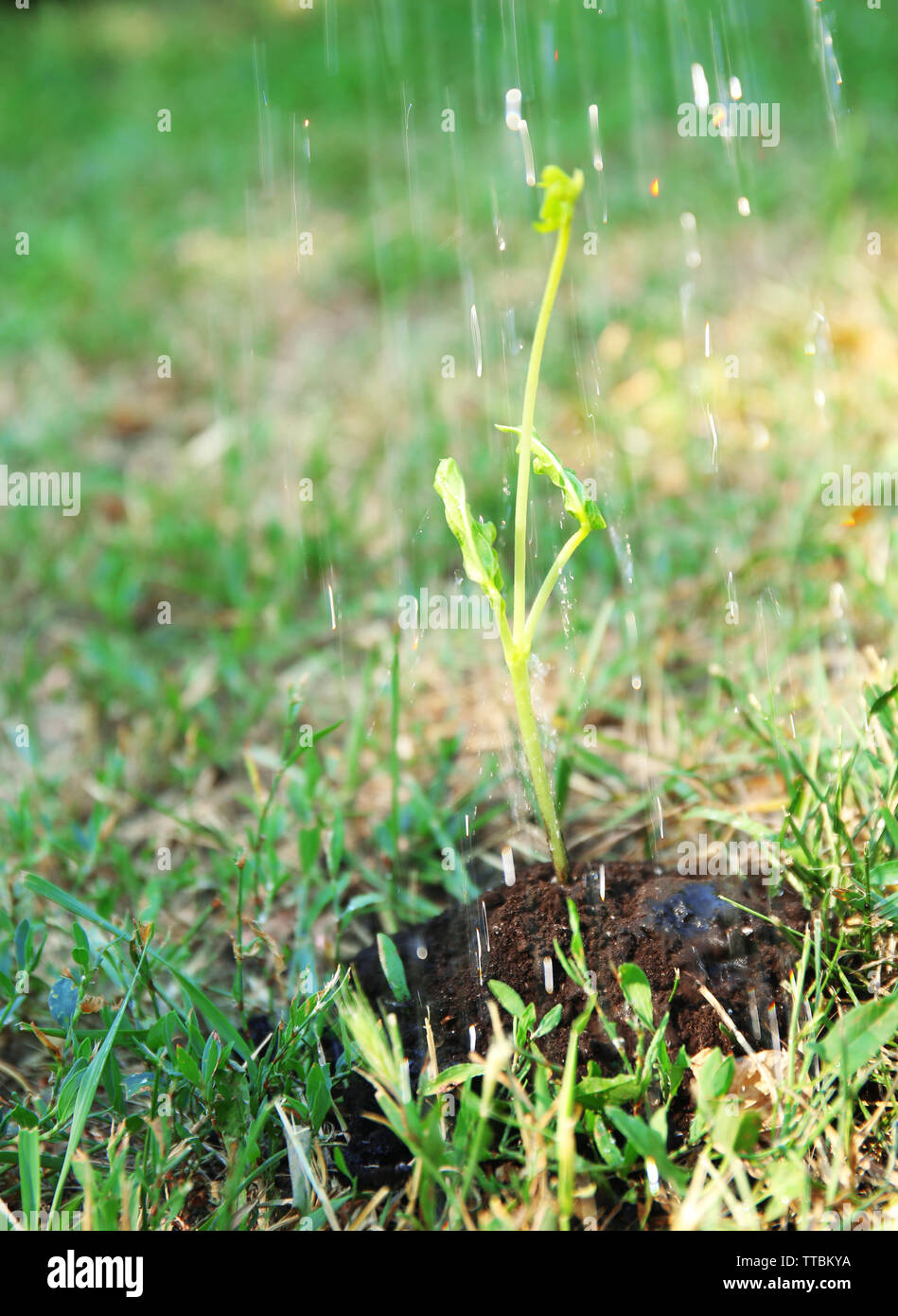 Green sprout in soil outdoors Stock Photo - Alamy