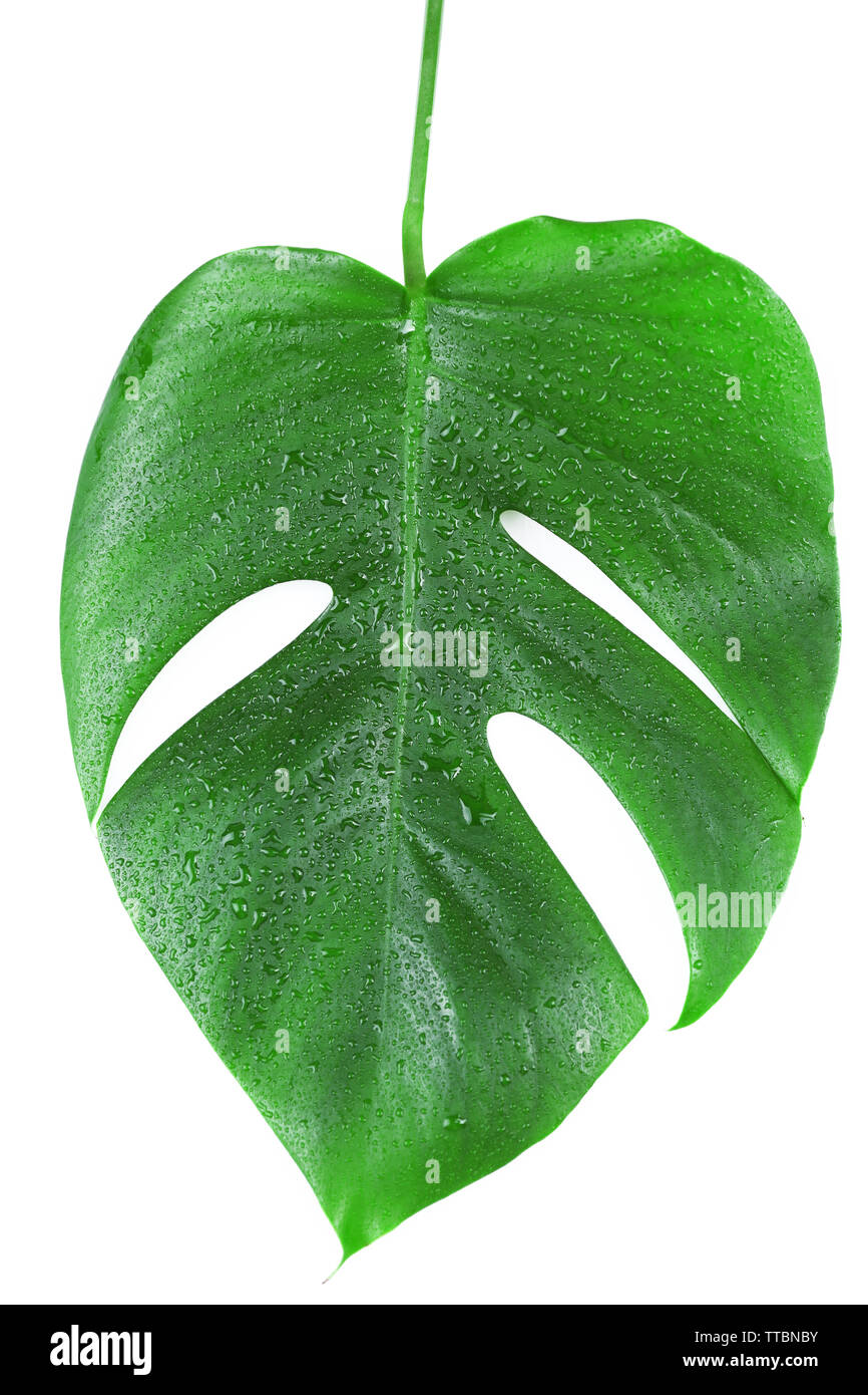 Monstera leaf isolated on white Stock Photo - Alamy