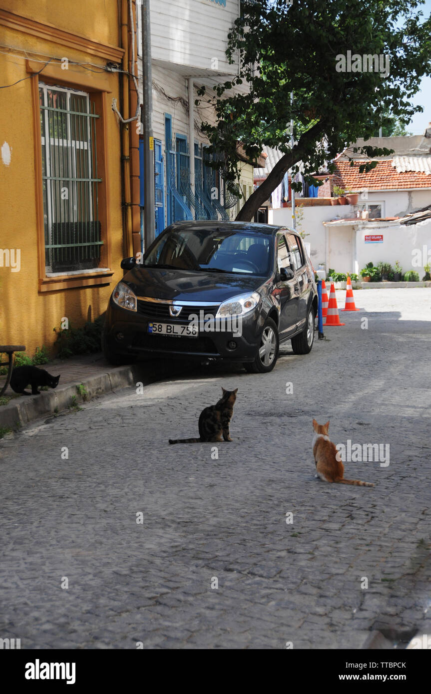 Stray cats of Sultanahmet, Istanbul Stock Photo - Alamy