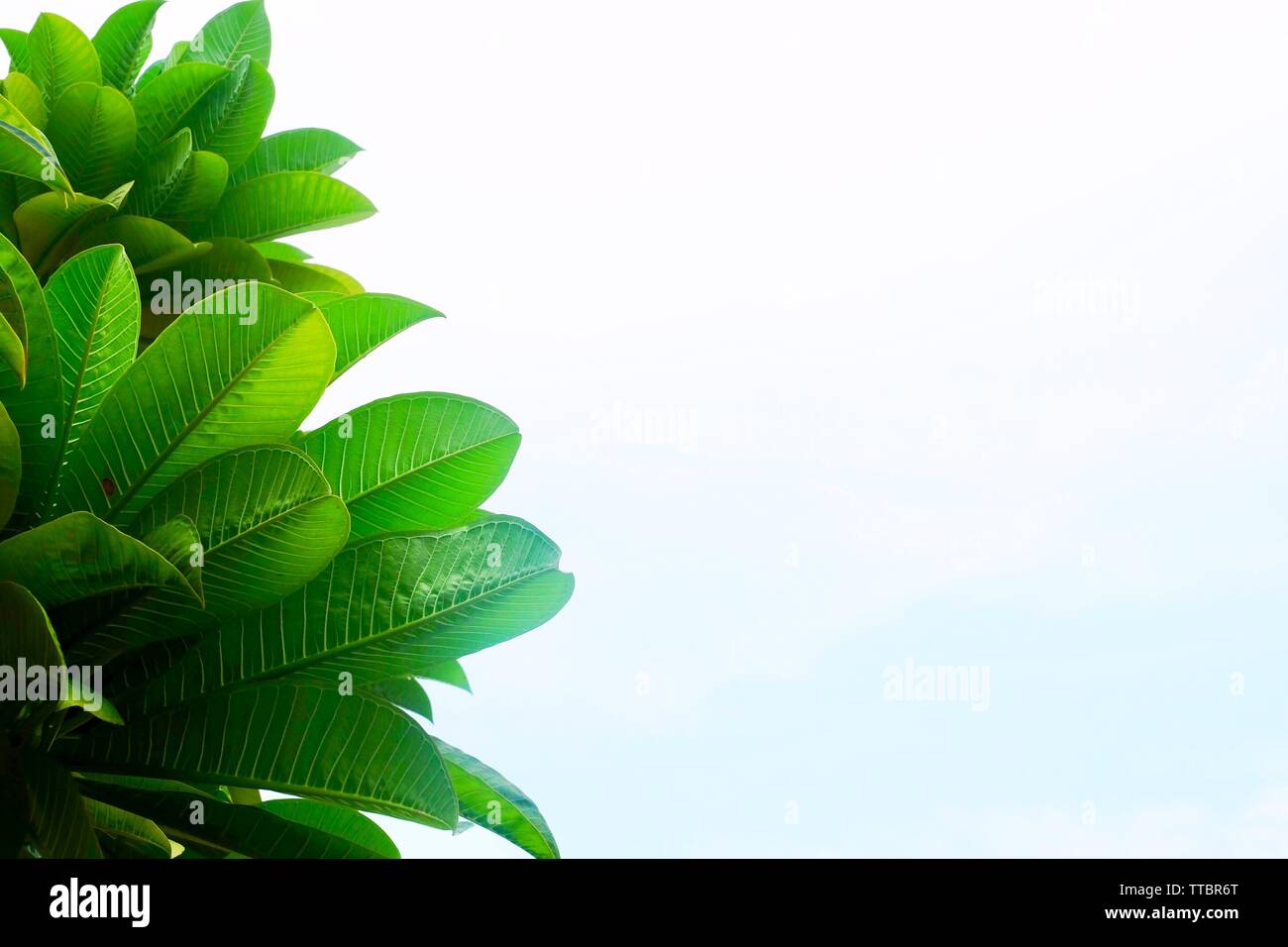 Flora of tonga hi-res stock photography and images - Alamy