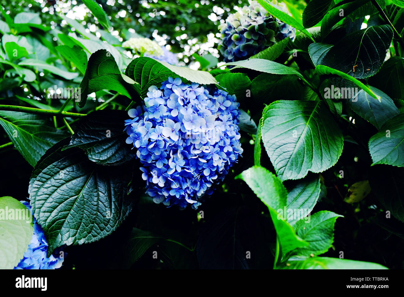 Beautiful hydrangea flowers growing in garden Stock Photo - Alamy