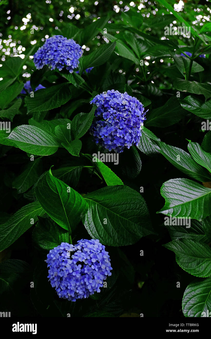 Beautiful hydrangea flowers growing in garden Stock Photo - Alamy