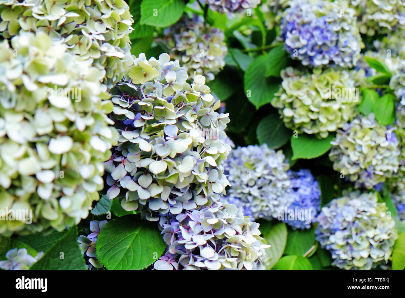 Beautiful hydrangea flowers growing in garden Stock Photo - Alamy