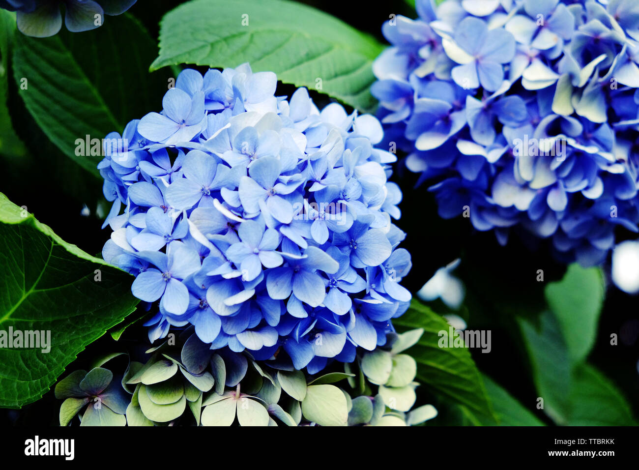 Beautiful hydrangea flowers growing in garden Stock Photo - Alamy