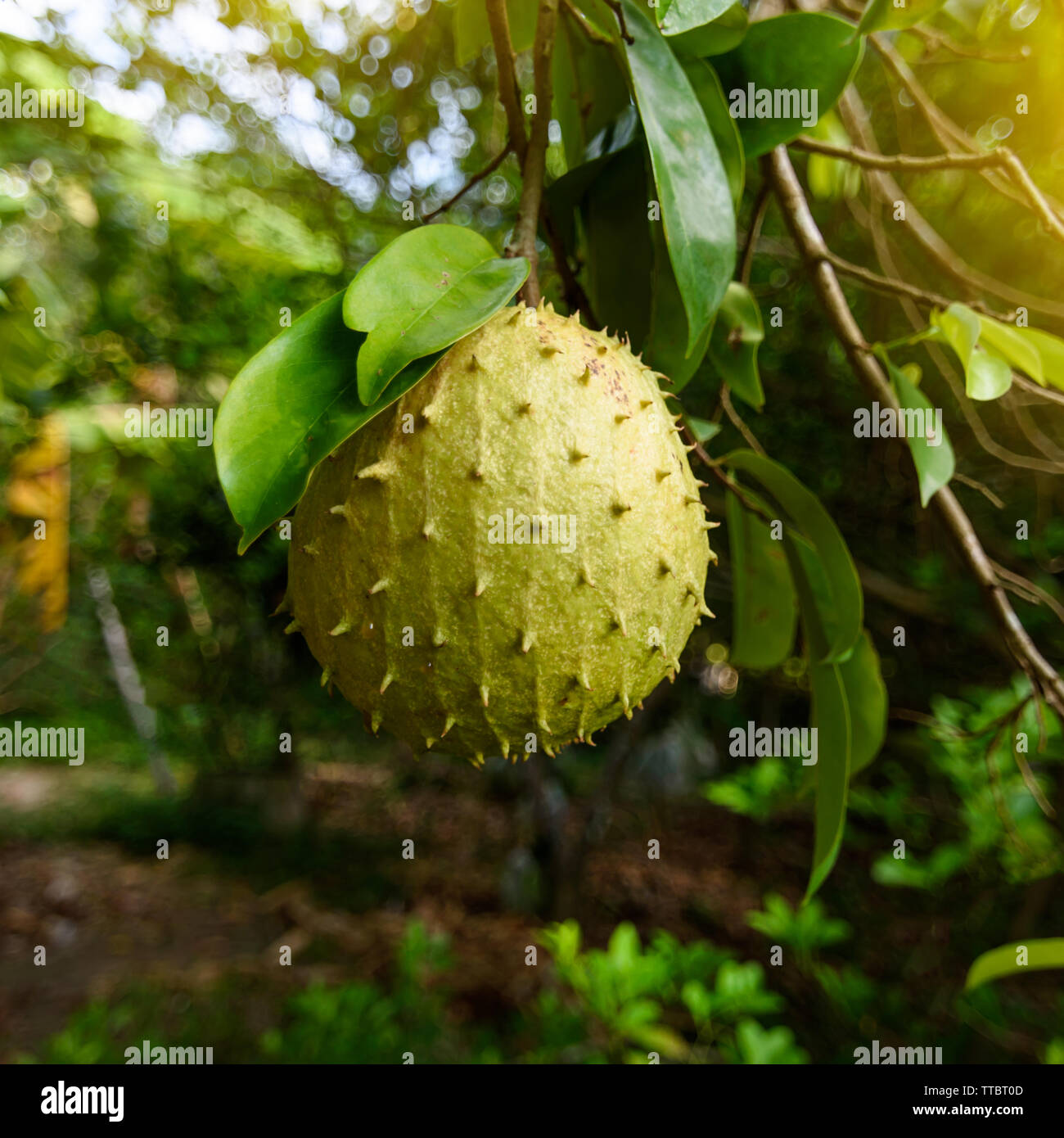 Custard apple tree caribbean hi-res stock photography and images - Alamy