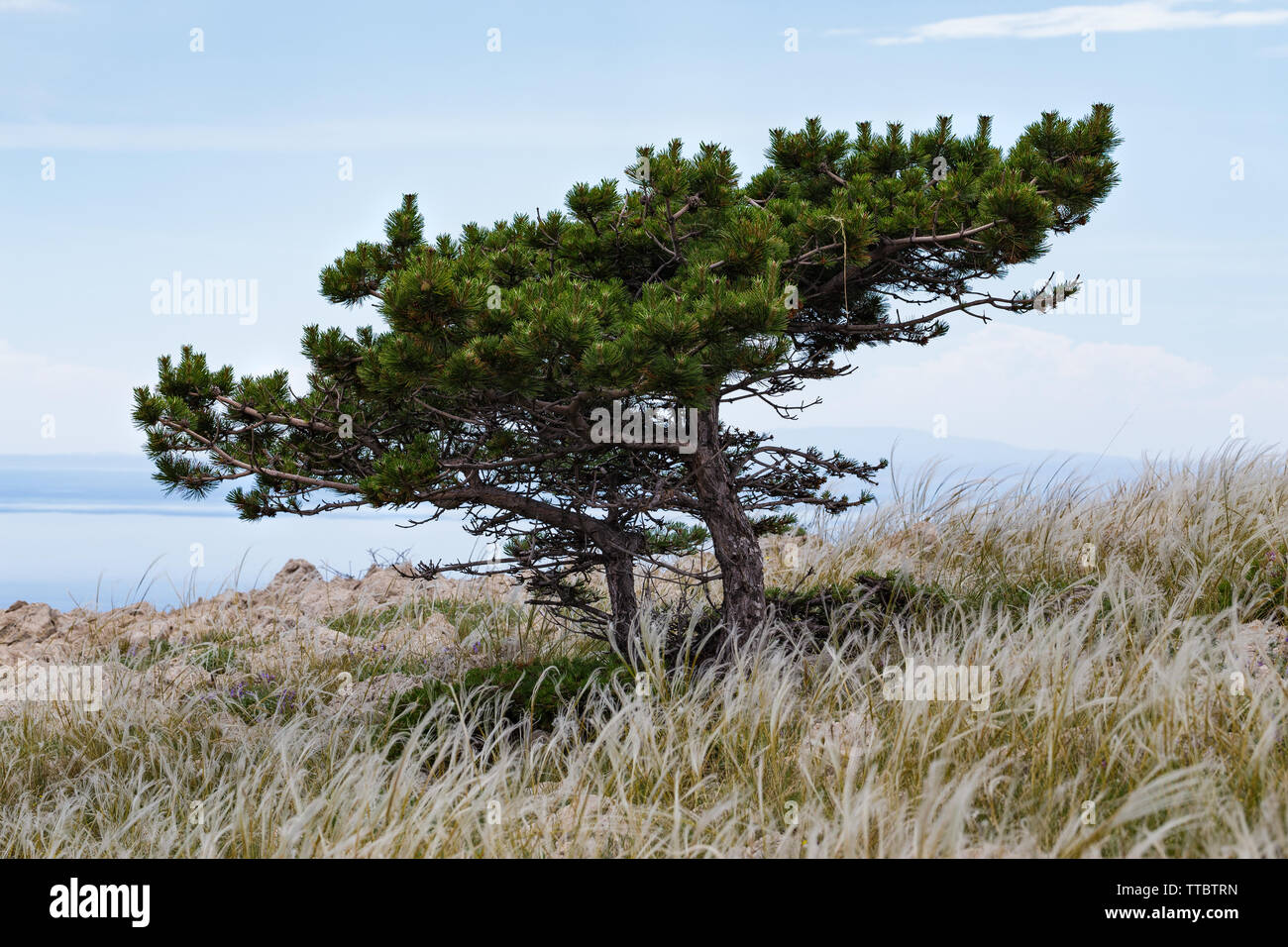 Wind bent trees hi-res stock photography and images - Alamy