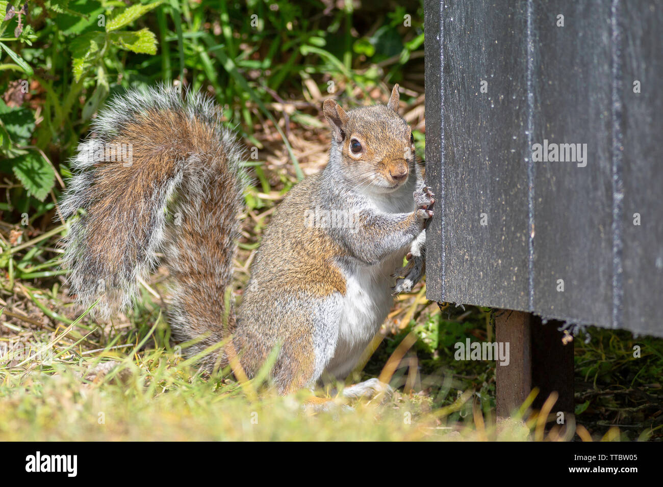 Grey squirrel hunting for food on a golf course Stock Photo - Alamy