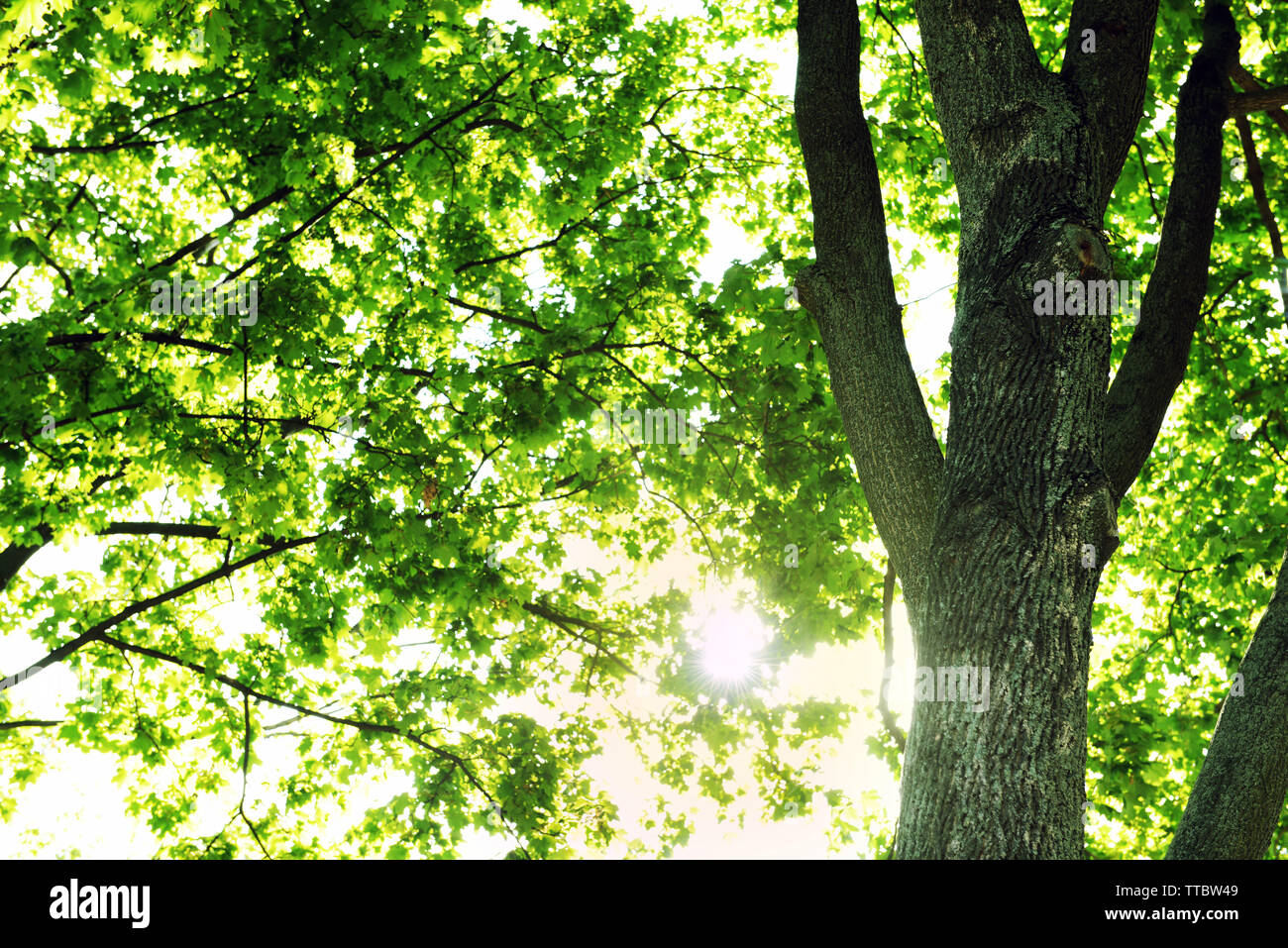 Green tree crown closeup Stock Photo - Alamy