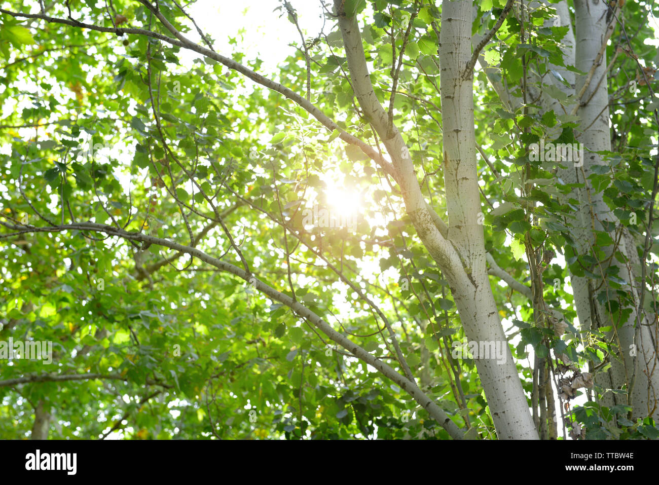 Green tree crown closeup Stock Photo - Alamy